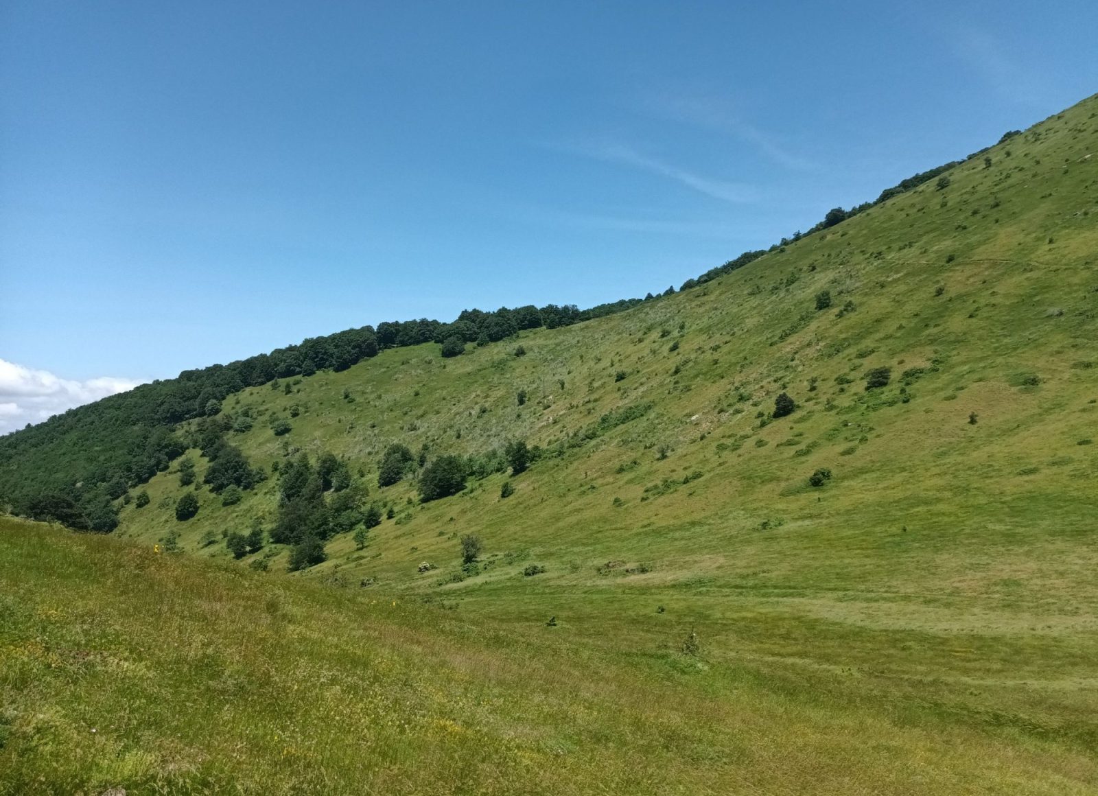 Pastoralisme dans l’Espace Naturel Sensible de la Forêt de Saoû (26400 ...